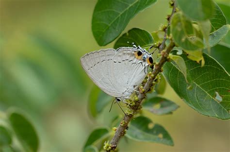 青森の蝶たち Tajuria cippus