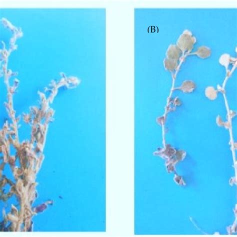 Pictures Of The Two Helichrysum Odoratissimum A And Helichrysum Download Scientific Diagram