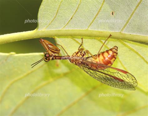 クリの葉の裏に潜むヒメカマキリモドキ 写真素材 5656365 フォトライブラリー photolibrary