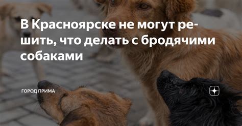 В Красноярске не могут решить что делать с бродячими собаками Город