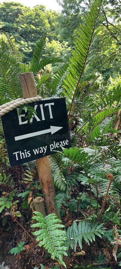 Exit This Way Please Sign Stock Image Image Of Woodland 251732449
