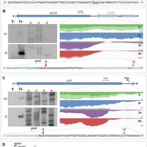 Functional Cluster Analysis Of The Mazf Regulon A Functional Cluster