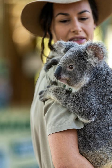 Burmese Python Billabong Sanctuary