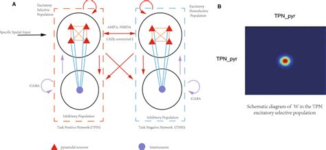 A The Framework Of Tpn Tnn Model Red Triangles Represent Pyramidal Download Scientific Diagram