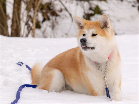 秋田犬と柴犬の違いって？｜halmek Up（ハルメクアップ）