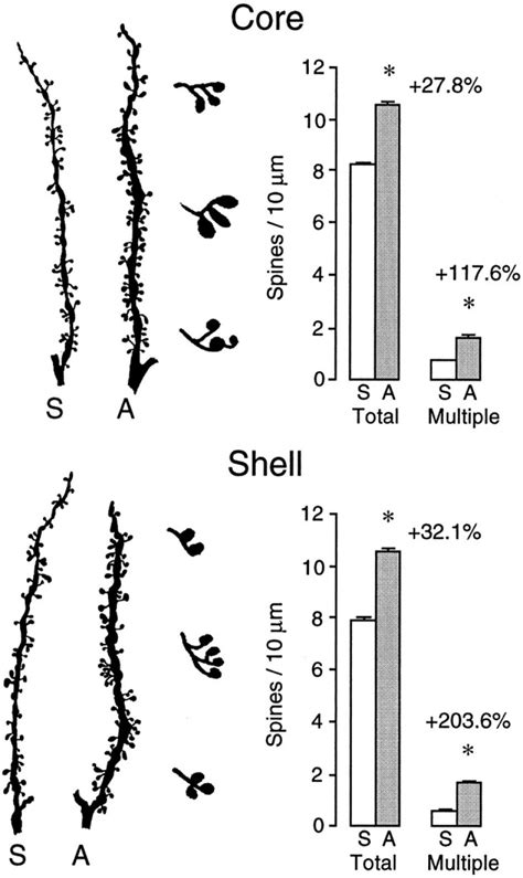Camera Lucida Drawings Of Representative Segments From Medium Spiny
