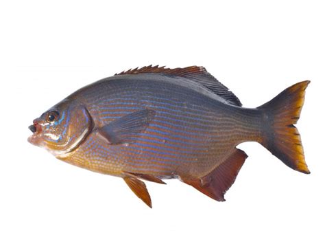 Striped Seaperch