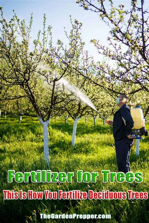 Fertilizer For Trees This Is How You Fertilize Deciduous Trees