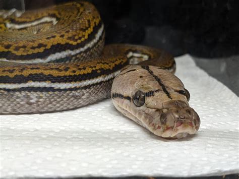 Juvenile Reticulated Python At Reptile Show Stock Image Image Of