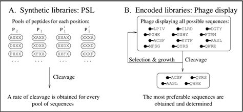 4 examples of synthetic and encoded peptide libraries a positional