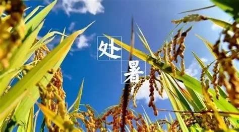二十四节气今日处暑