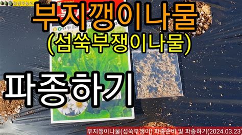 부지깽이나물섬쑥부쟁이 씨앗파종준비와 파종하기 Youtube