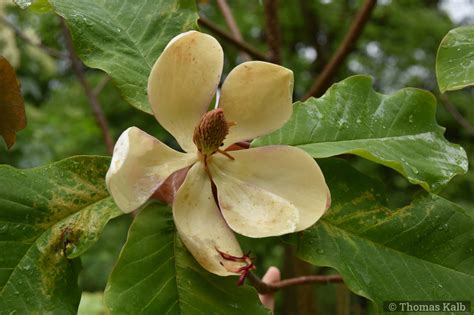 Magnolia officinalis – Urzeitwald Waldhilsbach