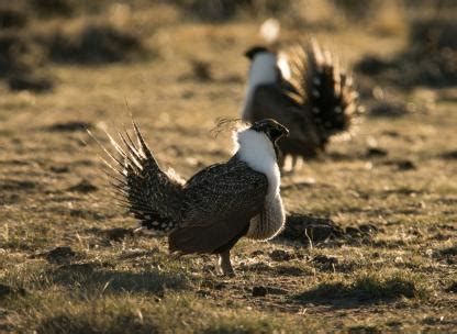 Sage Grouse Data Wyoming Game And Fish Department