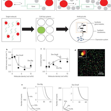 Molecular Crowding Modulates Dynamics Of Gene Expression A A