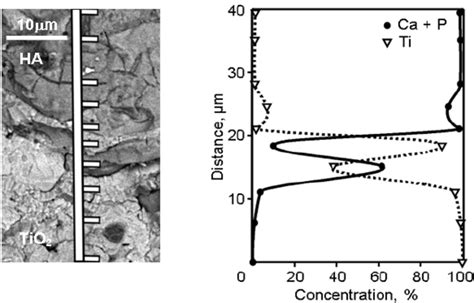 Sem Image Bse Mode Of The Interface Between The Transition Tio 2 And
