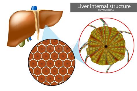 Hepatic Lobule Anatomy With Anatomic Liver Unit Structure Outline