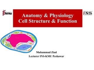 Lecture Cell Structure Function Ppt