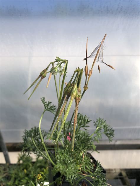 Endlessly Fascinating Juniper Level Botanic Garden