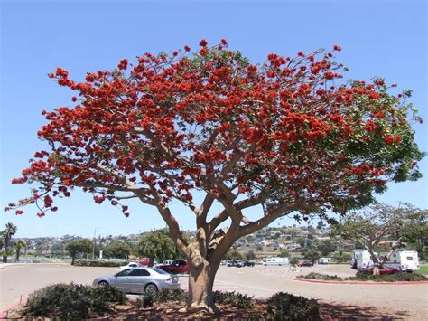 Coastal Coral Tree Erythrina Caffra Official Tree Of La Long Flowers