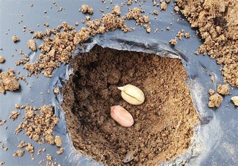 땅콩 재배하기발아법 파종법 재배법 보관법 네이버 블로그