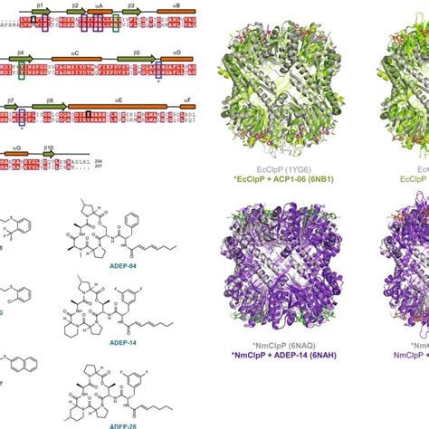 Sequence And Structure Of Clpp From N Meningitidis And E Coli A