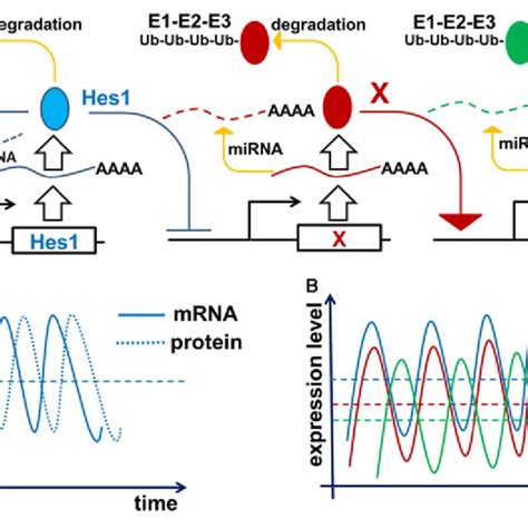 Negative Feedback Loops Are A Common Feature Of Gene Networks Download Scientific Diagram