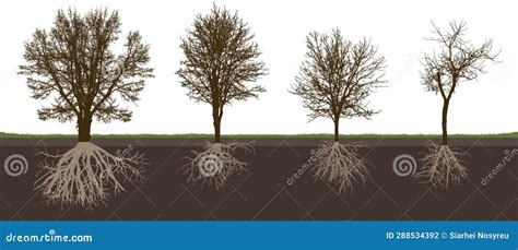 Bare Root Bare Tree Silhouette Vector On White Background 138836885