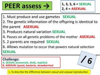 Mitosis And Cell Division Pptx