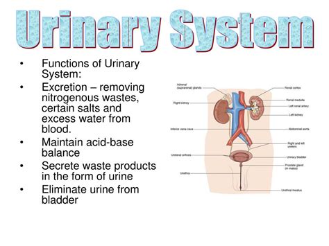 Functions Of Urinary System