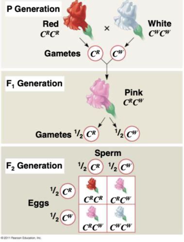 Biology Flashcards ABO Blood Types Pedigree Analysis And Quantitative Traits Flashcards Quizlet