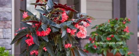Cane Begonia Plants How To Grow And Maintain Cane Begonia Plants