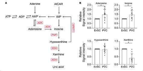 Targeted Exometabolomic Analysis Validates Altered Purine Metabolite