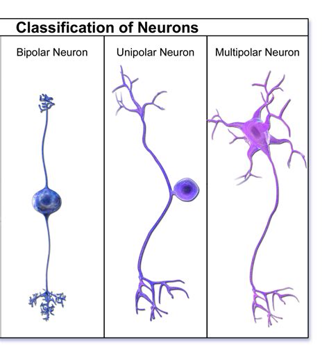 5 2 Nervous Tissue Human Physiology