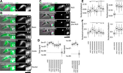 Basic Sequences Are Sufficient For Nucleolar Targeting For Cytoplasmic