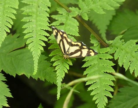 昆虫キンモンガ 自然好男の春夏秋冬