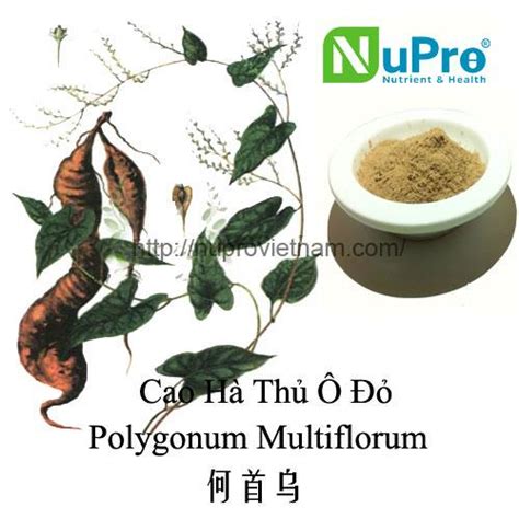 Polygonum Multiflorum Extract Nupro Vietnam Jsc Vietnam Manufacturer Health Food