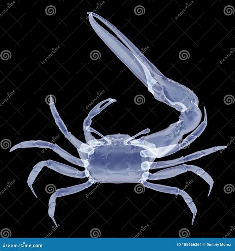 Fiddler Crab Vintage Illustration Cartoon Vector CartoonDealer Com