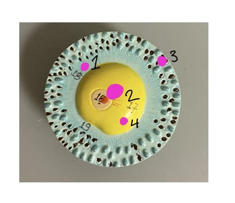 A P 2 Lab Exam 3 Diagram 31 Diagram Quizlet