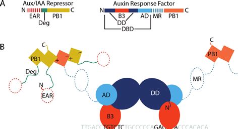 Domain Diagram And Simple Structural Schematic Of The Newly Postulated