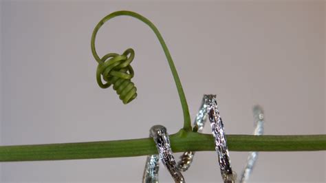 Plant Inspired Robots Could Colonize Mars One Day Popular Science