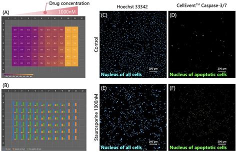 Nikon Instruments On Linkedin Apoptosis Assay Using Ai Driven Fully Automated Eclipse Ji