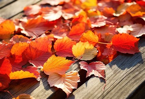 붉은 색과 오렌지색 단풍 나무 플랫폼에 흩어져 가을 높은 해상도 나뭇잎 배경 일러스트 및 사진 무료 다운로드 Pngtree