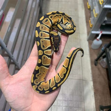 Promo Jual Ball Python Murah Jual Ball Python Normal Het Lavender Diskon 13 Di Seller Hayza