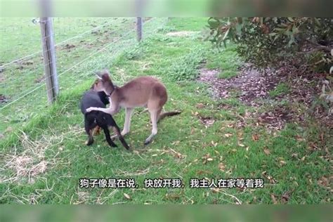 小袋鼠温柔搂着狗狗的头，本来还挺温馨，下一秒憋住别笑！狗狗