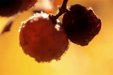 ბოტრიტი 🍇 🍁სოკოვანი ობი Botrytis Cinerea Fungus რომელიც თბილ შემოდგომაზე აზიანებს თეთრ