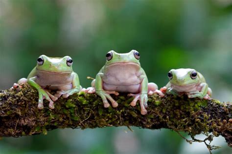 Dumpy Tree Frog Images Browse Stock Photos Vectors And Video Adobe Stock