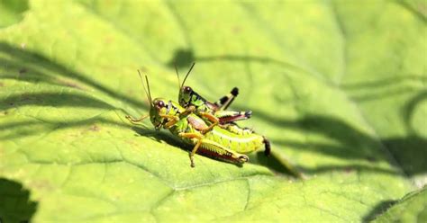 Grasshopper Behavior Animalbehaviorcorner