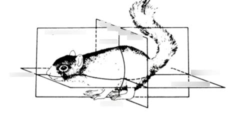 Umn Biol 2012 Lab Directional References Diagram Quizlet