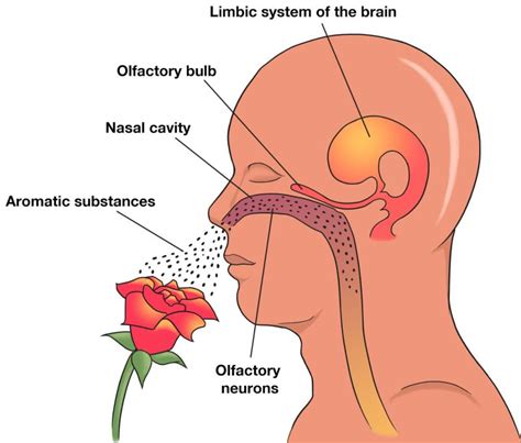 Atefeh Naghian On Linkedin The Three Stages Of Olfactory Perception 1 Detection Of Odour…